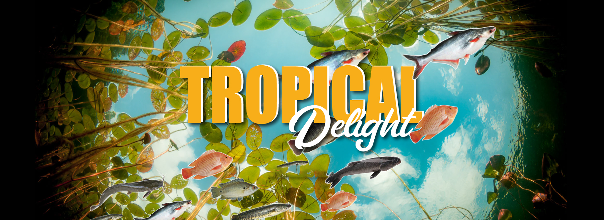Tropical Delight Vietnam - Hành trình vươn xa ra thế giới 2025 - CÔNG ...